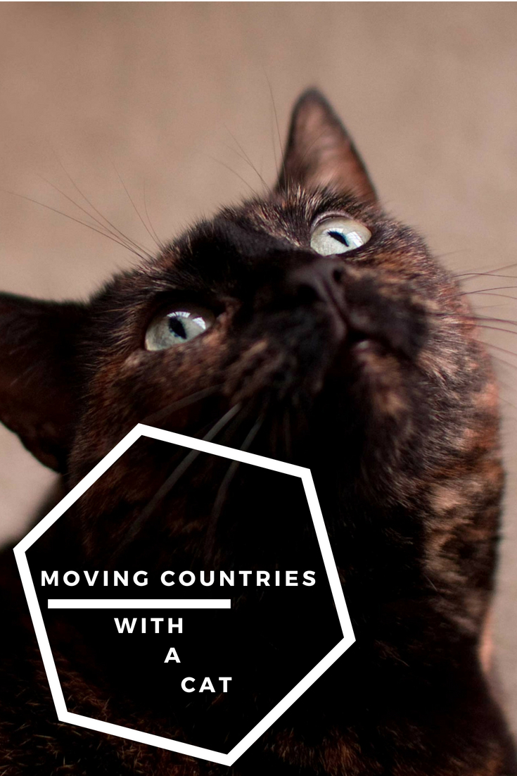 Moving Countries with a Cat the Easy Way – Holiday-Golightly