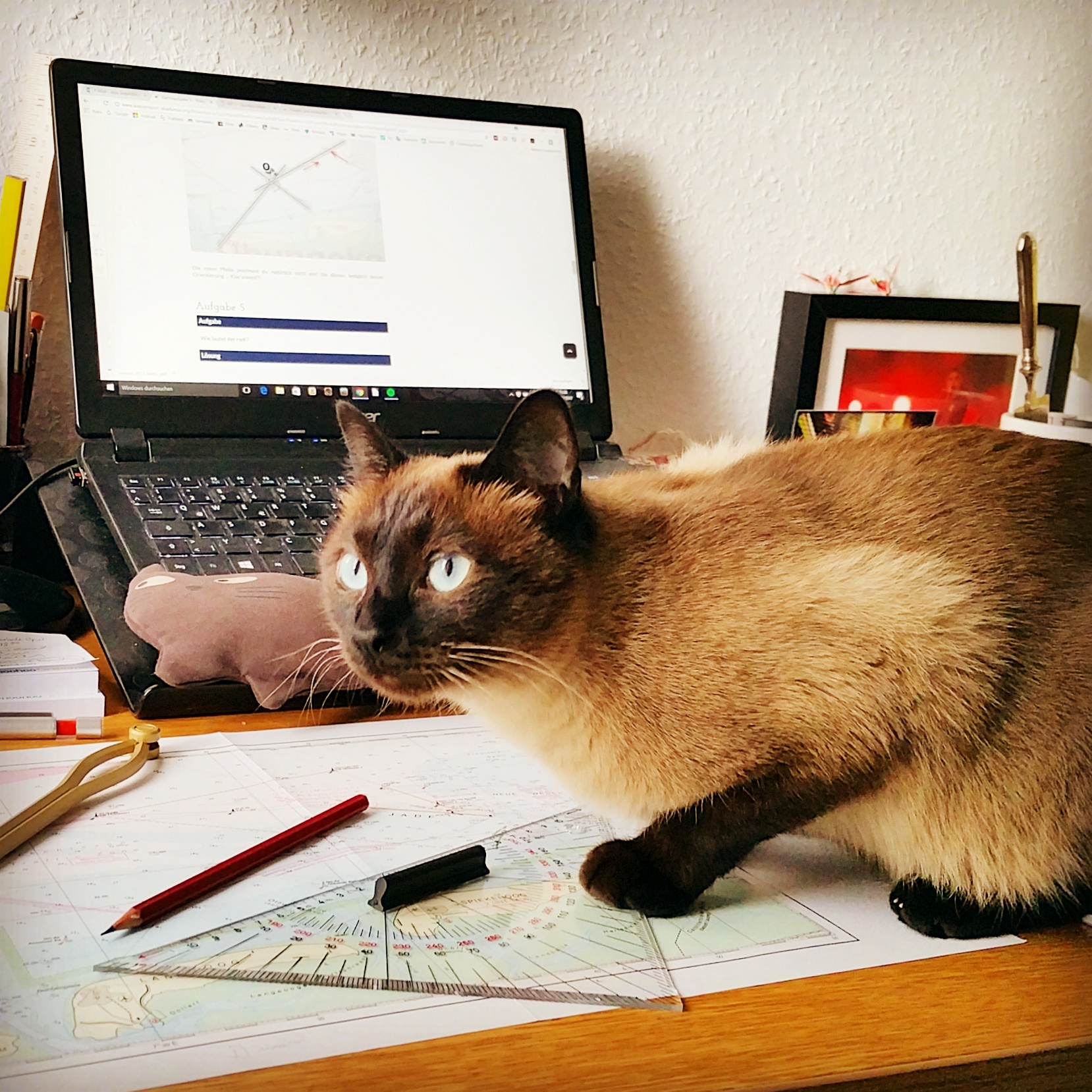 Our Jet Set Kitty: An International Pet Adoption – Holiday-Golightly