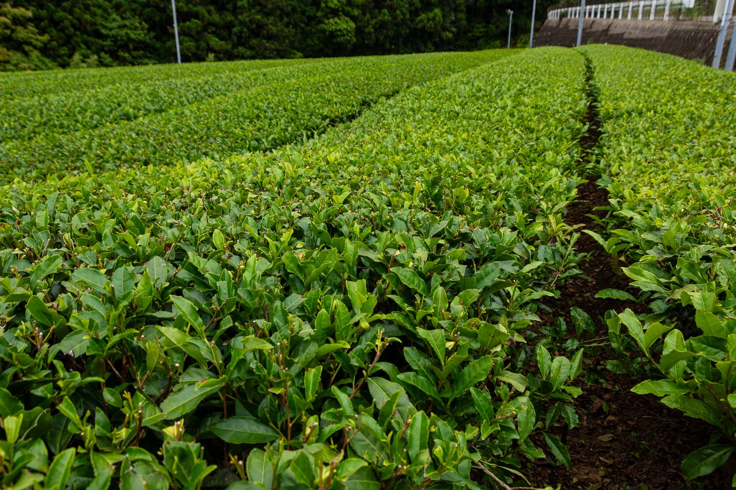 The Tasty Tea of Sonogi on Kyushu Island - Holiday-Golightly
